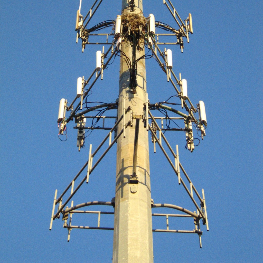 EMF's Archives - Mary Cordaro's Healthy & Green